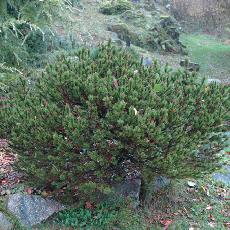 Pinus contorta 'Spaan's Dwarf' - Pinaceae - pin