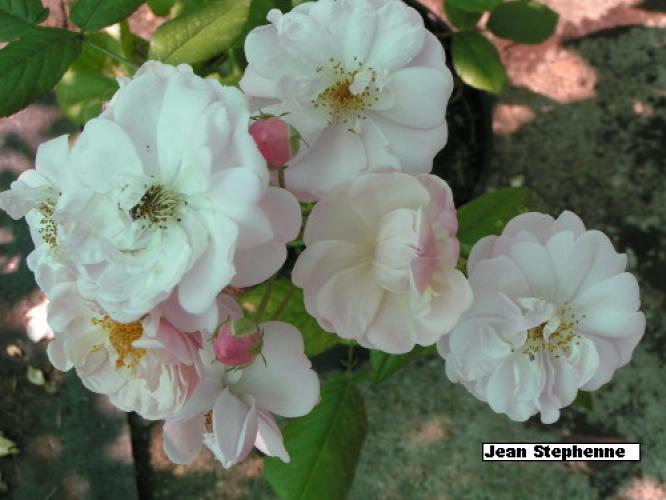 Rosa 'Jean Stephenne' - Rosaceae - rosier