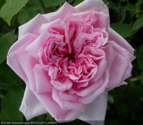 Rose La France at Alan Darlington blog
