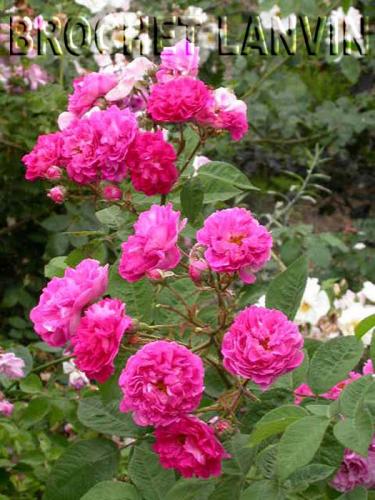 Rosa 'Seven Sisters Rose' - Rosier